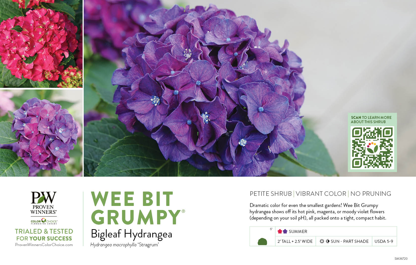 Hydrangea Wee Bit Grumpy® (Bigleaf Hydrangea) 11x7" Variety Benchcard ...