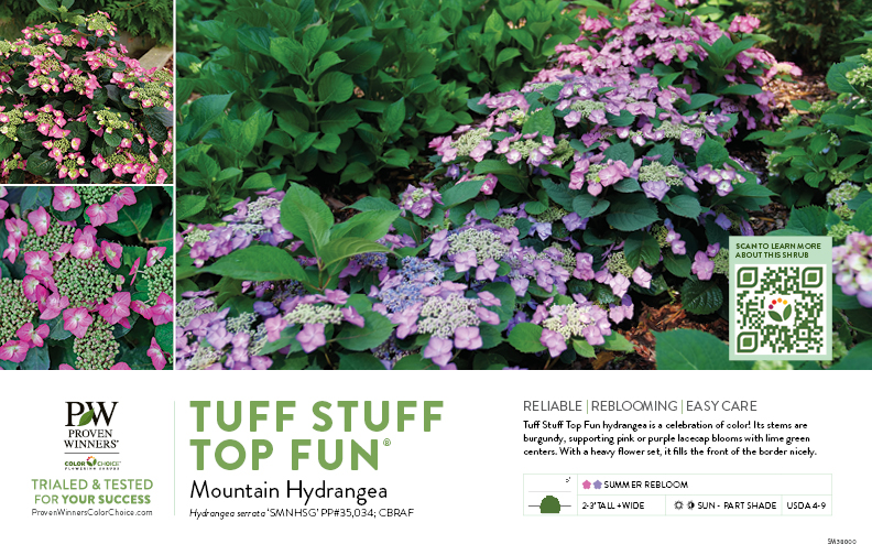 Hydrangea Tuff Stuff Top Fun® (Mountain Hydrangea) 11x7" Variety ...