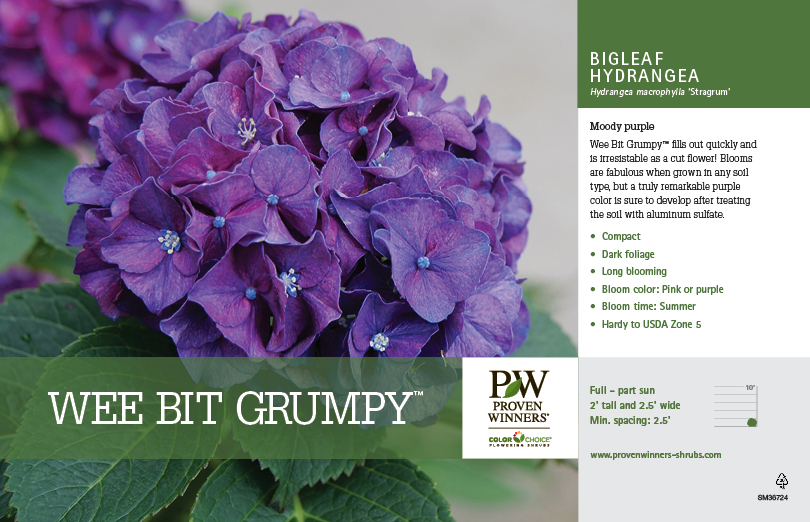 Hydrangea Wee Bit Grumpy™ (Bigleaf Hydrangea) 11x7" Variety Benchcard ...