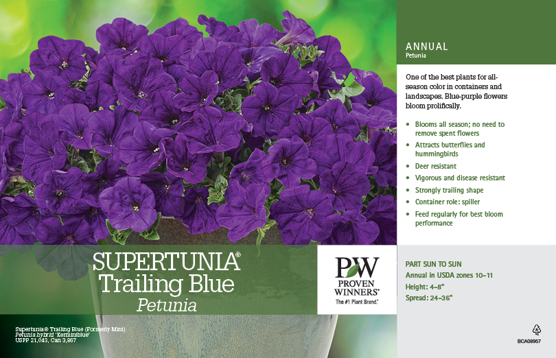 Supertunia Trailing Formerly Mini Blue Petunia Hybrid