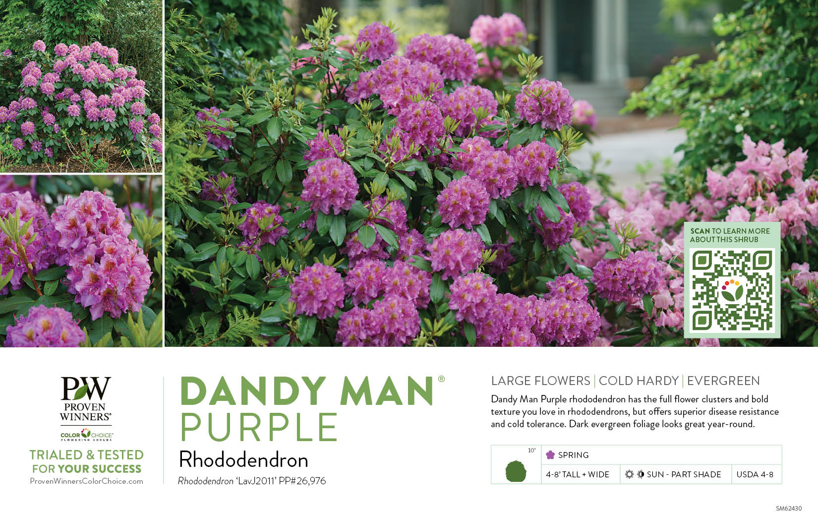 Rhododendron Dandy Man® Purple 11x7" Variety Benchcard | Proven Winners