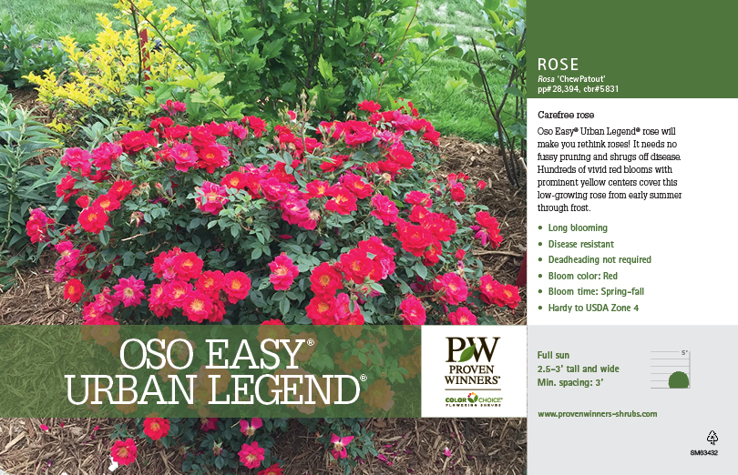 Oso Easy Urban Legend® Rose