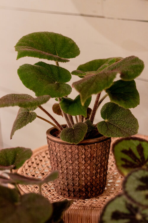 12502_begonia_masoniana_crystaline_sparkle.jpg | Proven Winners