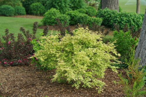 acer_metamorphosa_2.jpg | Proven Winners