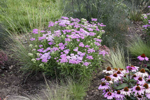 achillea_firefly_amethyst_apj19_1.jpg | Proven Winners