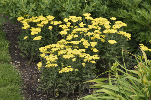 achillea_firefly_sunshine_apj22.jpg | Proven Winners