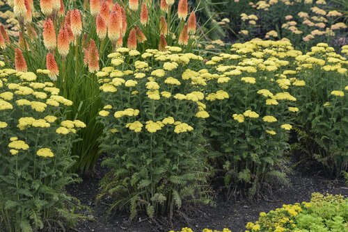 achillea_firefly_sunshine_apj22_2.jpg | Proven Winners