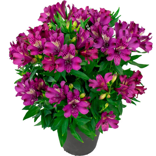 alstroemeria_inca_batavia_peruvian_lily_bh_alsbt_01.jpg | Proven Winners