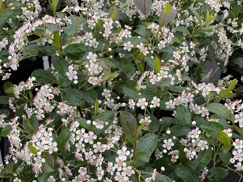 aronia_low_scape_snowfire_img_6790.jpg | Proven Winners