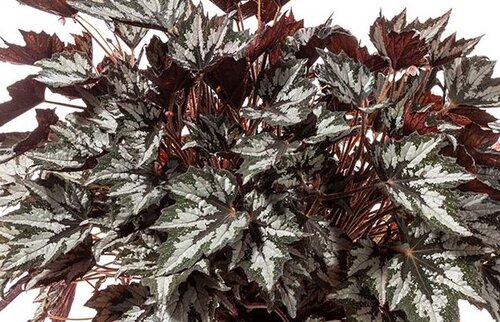 begonia_bewitched_wintergreen.jpg | Proven Winners