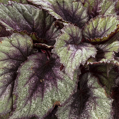 begonia_shadow_king_rose_frost.jpg | Proven Winners