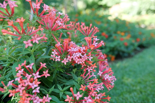 bouvardia-estrellita-little-star-1.jpg | Proven Winners