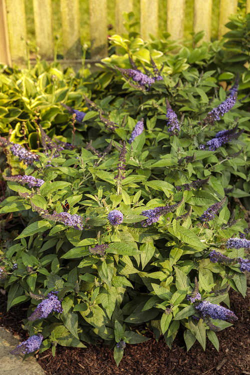 buddleia_pugster_blue_55.jpg | Proven Winners
