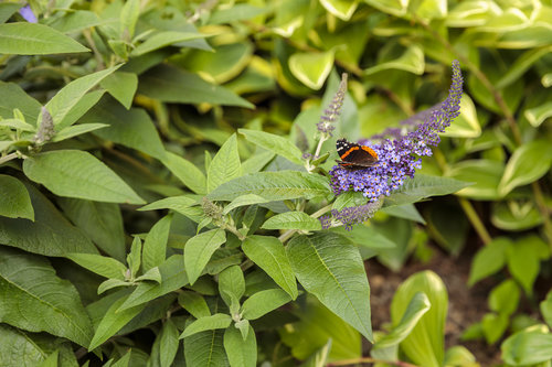 buddleia_pugster_blue_73.jpg | Proven Winners