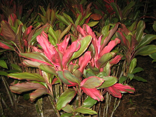 c._bali_red.jpg | Proven Winners