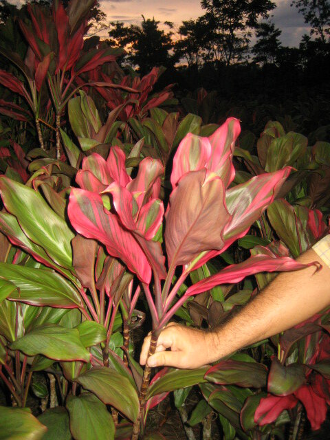 c._bali_red_1.jpg | Proven Winners
