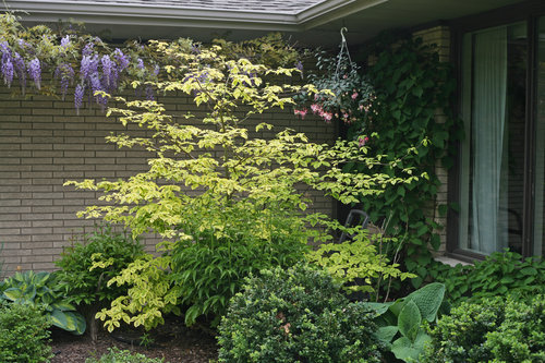 cornus_golden_shadows_1.jpg | Proven Winners