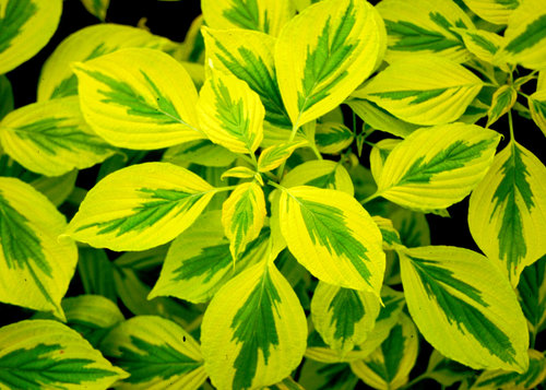 cornus_golden_shadows_3.jpg | Proven Winners