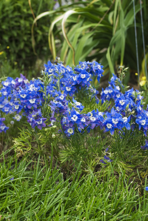 delph_summer_cloud_cjw10_1.jpg | Proven Winners