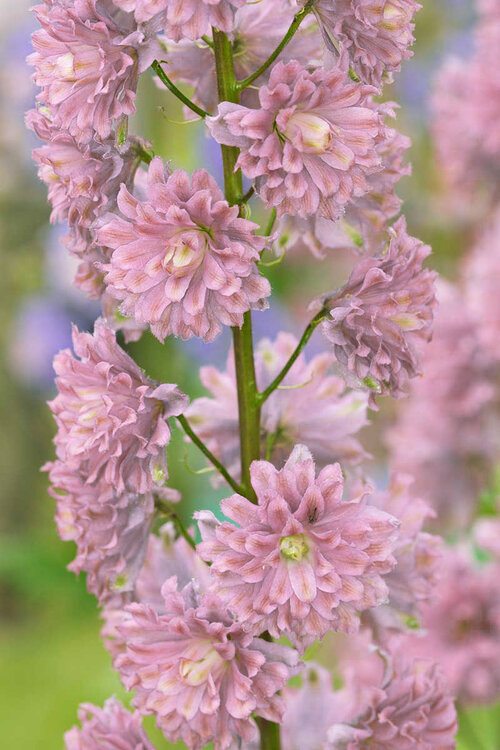 delphinium_highlander_mystery_sensation.jpg | Proven Winners