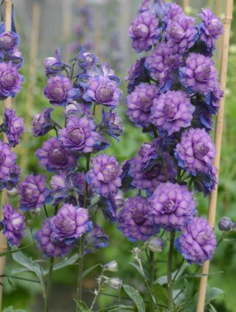 delphinium_highlander_sweet_sensation.jpg | Proven Winners