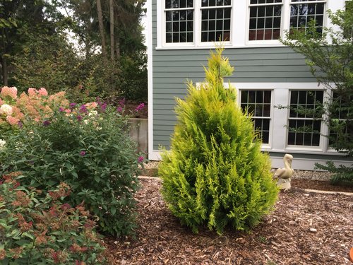 fluffy_arborvitae_5.jpg | Proven Winners
