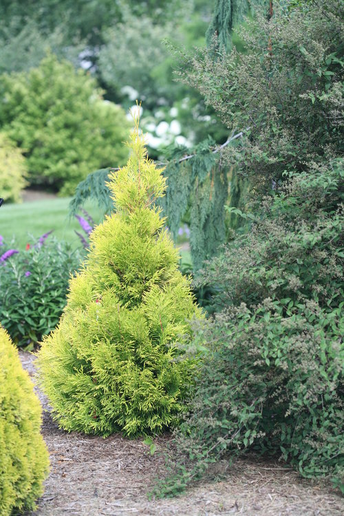 fluffy_arborvitae_6.jpg | Proven Winners