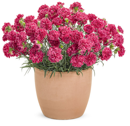 fruit_punch_raspberry_ruffles.jpg | Proven Winners