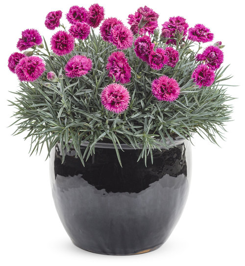 fruit_punch_spiked_cherry_mono.jpg | Proven Winners