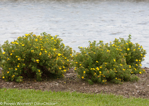 happy_face_yellow_potentilla_2_landscape.jpg | Proven Winners