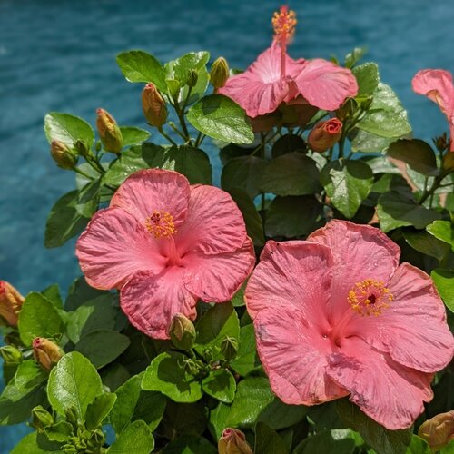 hibiscus-hollywood-first-lady-2.jpg | Proven Winners