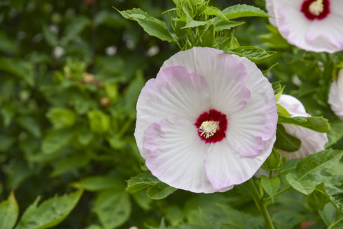 hibiscus_ballet_slippers_apj20_2.jpg | Proven Winners