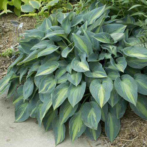 hosta_june_0001_high_res.jpg | Proven Winners