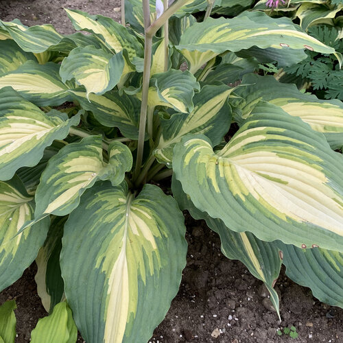 hosta_love_story.jpg | Proven Winners