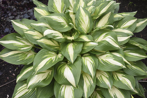hosta_miss_america_cjw18_1.jpg | Proven Winners