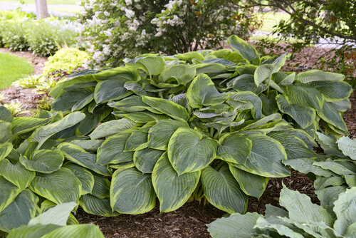 hosta_wu-la-la_apj22_1.jpg | Proven Winners