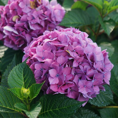 hydrangea-macrophylla-lets-dance-lovable-1.jpg | Proven Winners