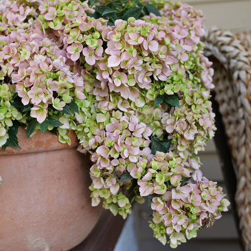 hydrangea_fairytrail_fresco_1.jpg | Proven Winners