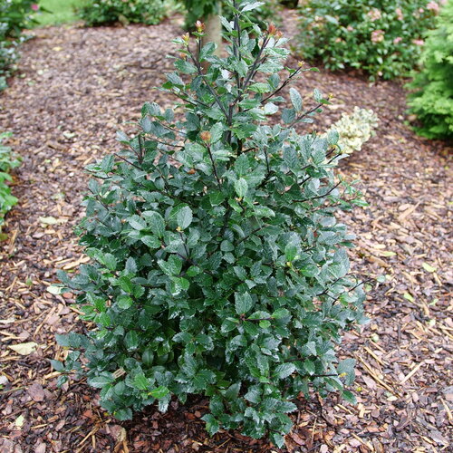 ilex-x-meserveae-castle-rouge-1.jpg | Proven Winners