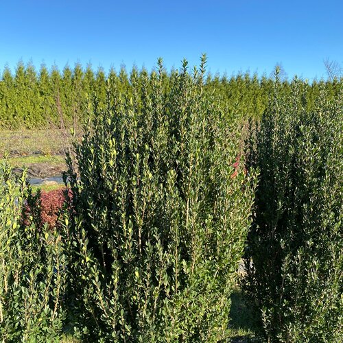 ilex_hedge_box_1.jpg | Proven Winners