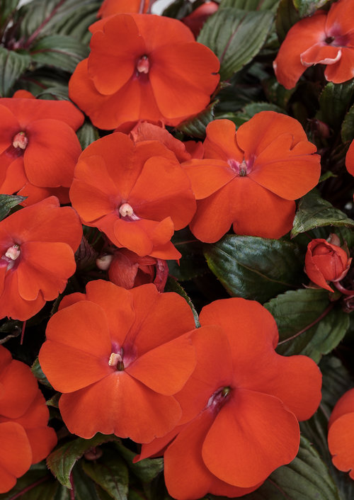 impatiens_infinity_orange_improved.jpg | Proven Winners