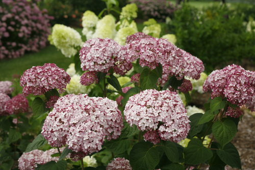 incrediball_blush_hydrangea_flowers.jpg | Proven Winners