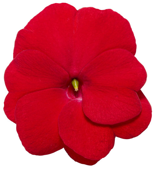 infinity_red_improved_cutout.jpg | Proven Winners