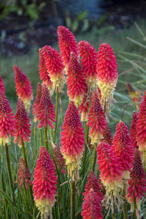 kniphofia_rockets_red_glare_apj17_5.jpg | Proven Winners