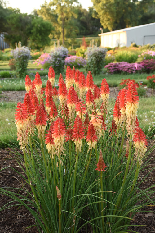 kniphofia_rockets_red_glare_cjw20_13.jpg | Proven Winners