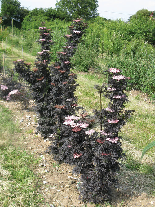 laced_up_fastigiate_sambucus_trial_beds.jpg | Proven Winners
