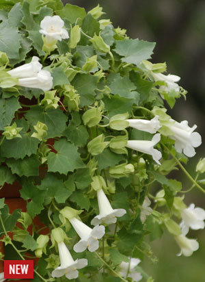 lophospermum_compact_white.jpg | Proven Winners