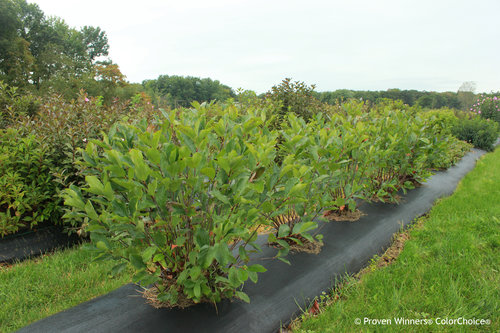 low_scape_hedger_aronia_hedge.jpg | Proven Winners