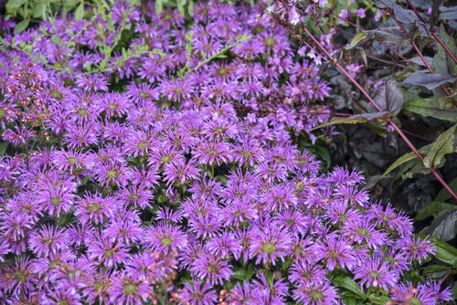 monarda_leading_lady_amethyst_apj22_7.jpg | Proven Winners
