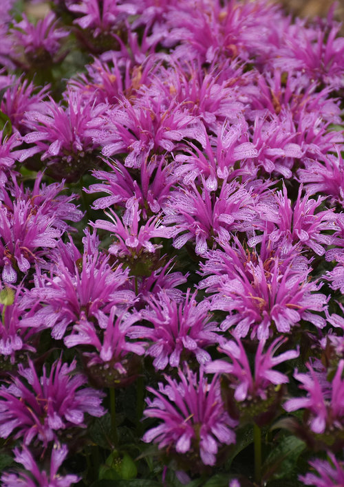 monarda_leading_lady_amethyst_cjw20.jpg | Proven Winners
